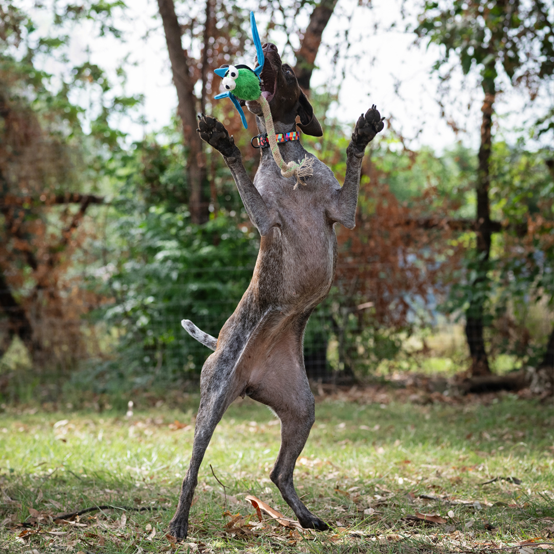 Doco Loco Dog Collar – M – Triangles | Doco | Geometric Triangle Collar ...