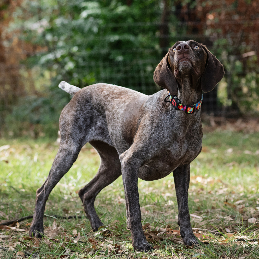 Doco Loco Dog Collar – M – Triangles | Doco | Geometric Triangle Collar ...