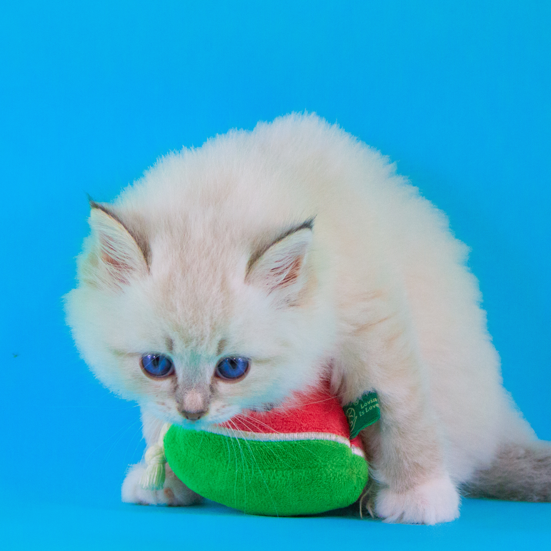 Watermelon Plush Catnip & Sound Toy – Cat Toy | Zugo | Soft, Squeaky ...