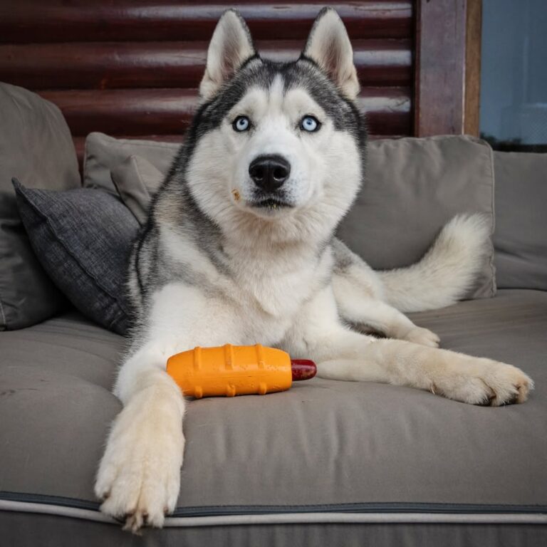 Hot Doggy Rubber Dog Toy | Zugo | Durable Chew & Fetch Novelty Toy – SA ...