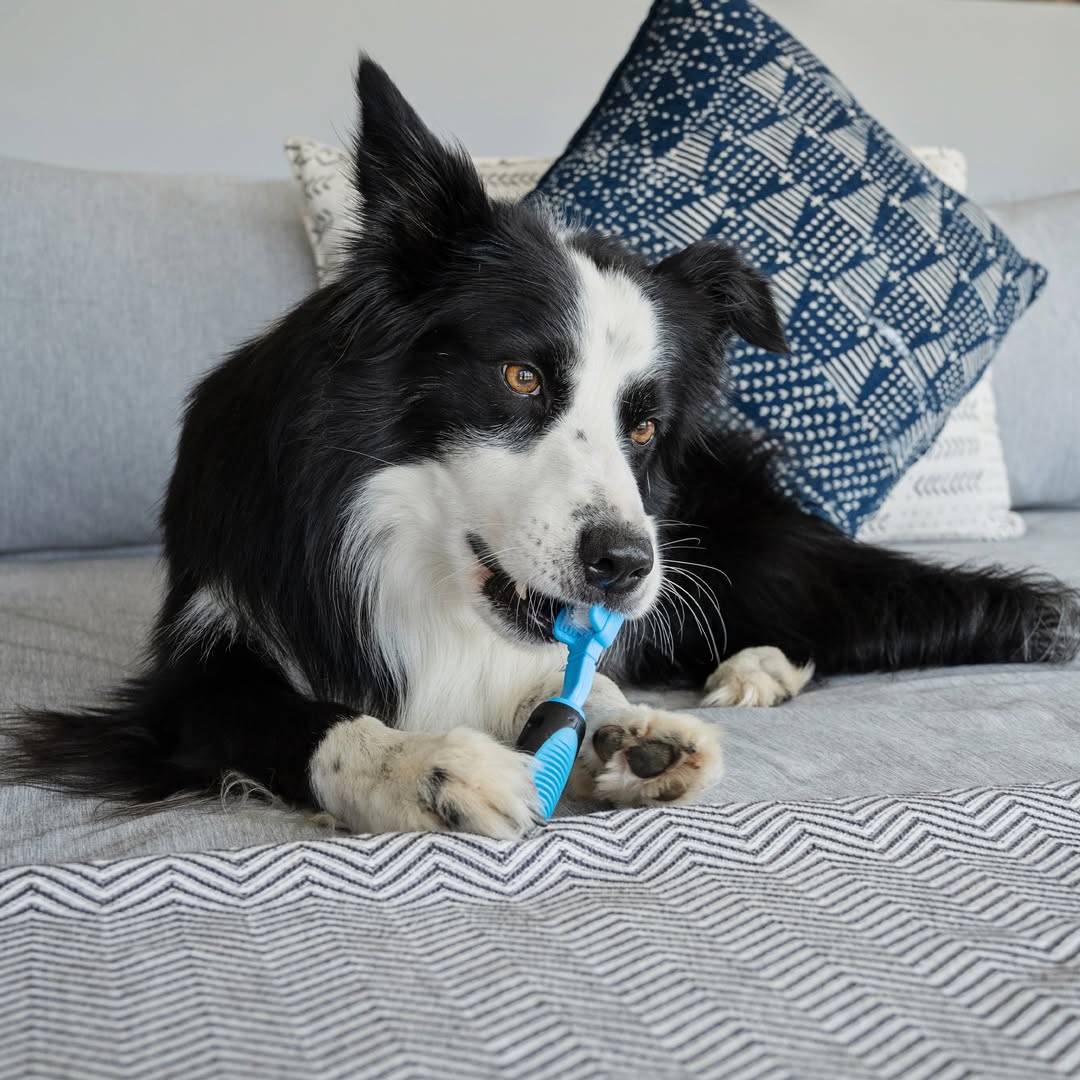 Dog Tooth Brush – 3 Sided | Zugo | Triple-Action Dog Toothbrush for ...