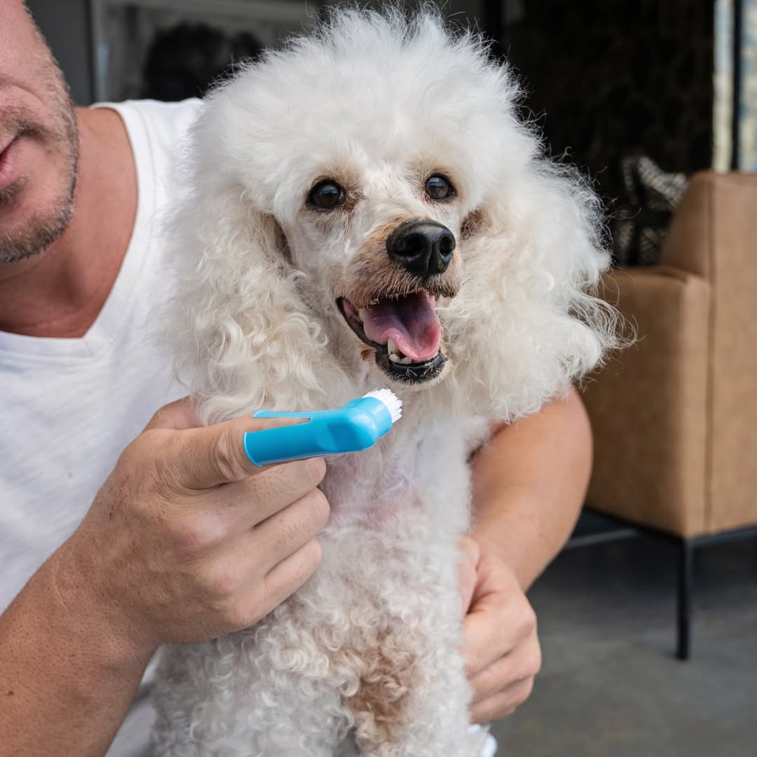 Dog Tooth Brush – Finger | Zugo | Gentle, Precise Dental Cleaning for ...