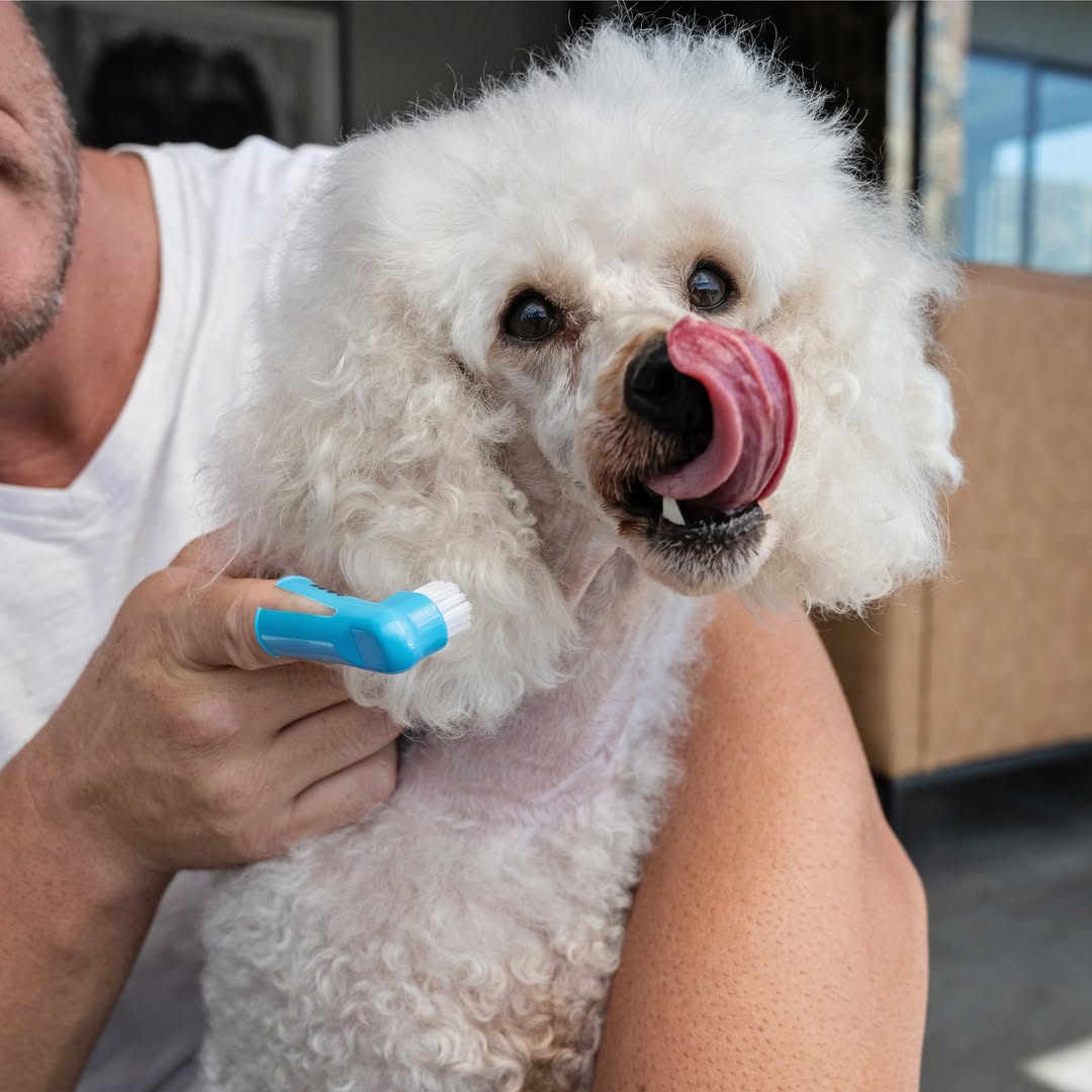 Dog Tooth Brush – Finger | Zugo | Gentle, Precise Dental Cleaning for ...