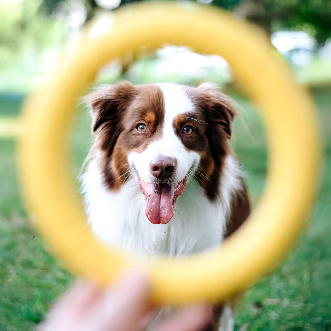 Loop Ring EVA Dog Toy | Zugo | Durable Floating Ring for Tug, Fetch & Water Play – SA Pets