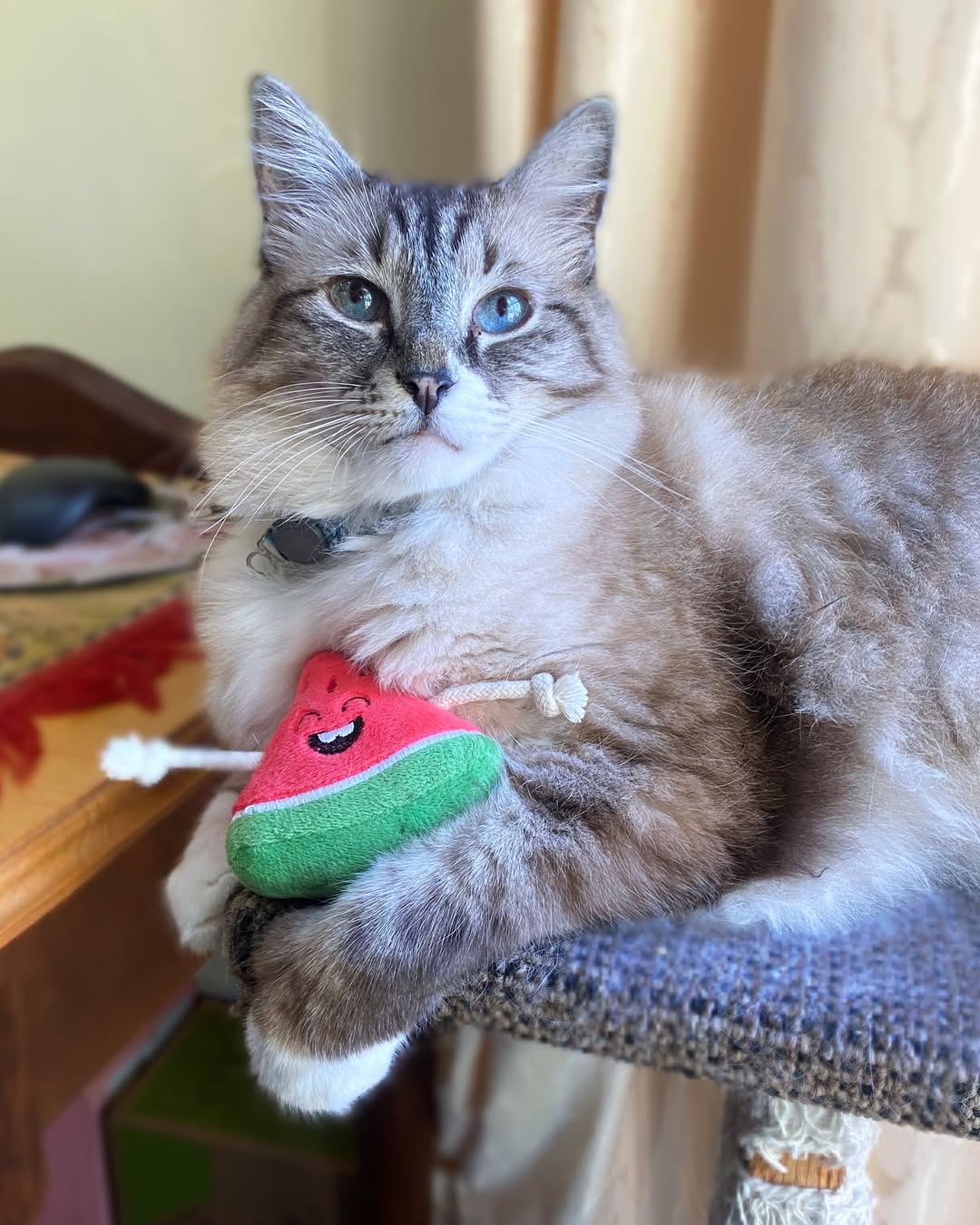 Watermelon Plush Catnip & Sound Toy – Cat Toy | Zugo | Soft, Squeaky ...