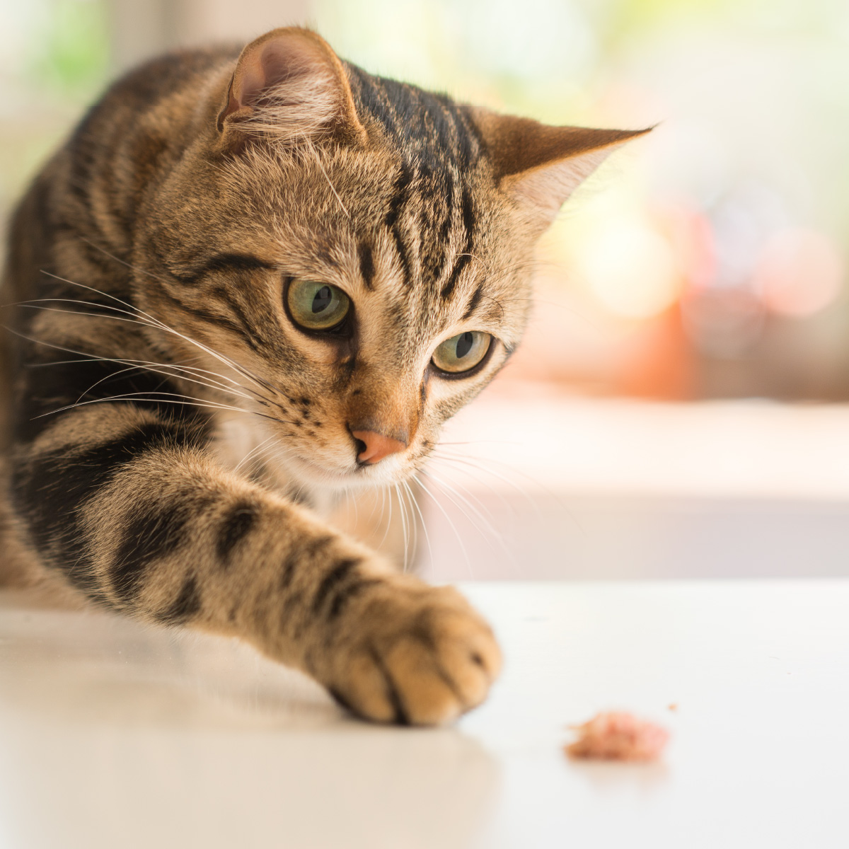 Feline Cuisine Cat Food Chicken & Rice Flavour – 2kg Bag | Feline ...